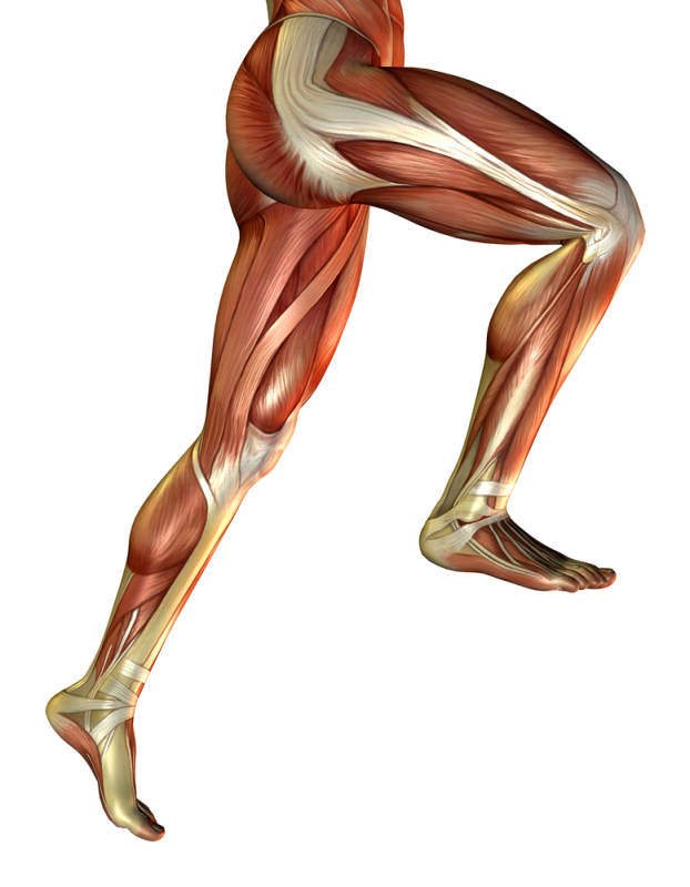 Want Fantastic Legs Improve Your Calves Longevity LIVE Want Fantastic Legs Improve Your Calves Longevity LIVE