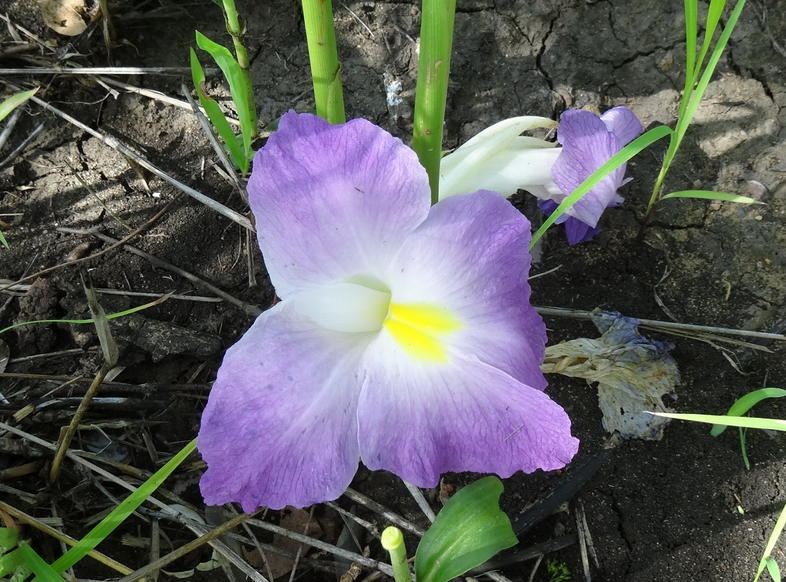 How Indigenous Plants Promote Wellbeing - Longevity LIVE